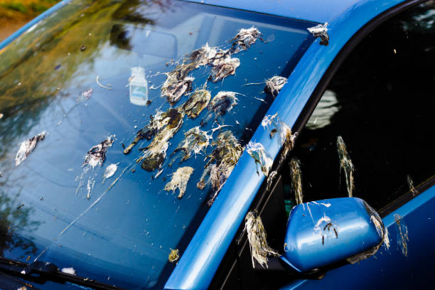 2025 Guide How to Remove Bird Poop Stain From Car Fast Safely
